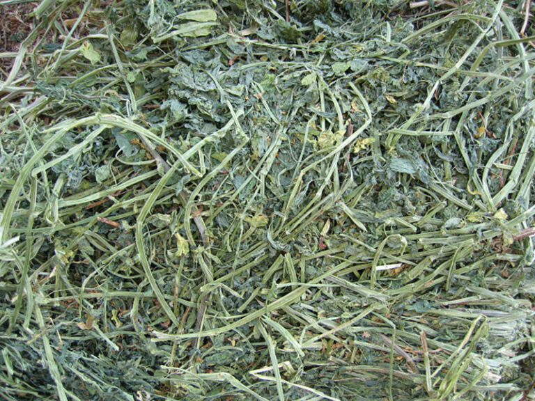 All About Alfalfa - Barr-Ag Hay & Grain Exporters Blog