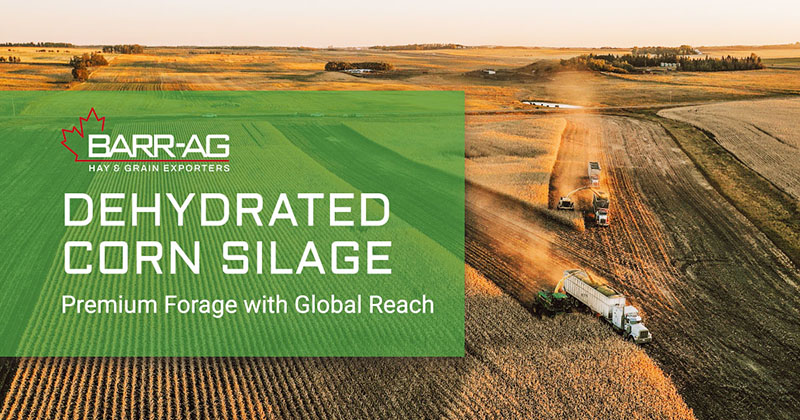 Corn Silage: Premium Forage with Global Reach