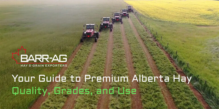 Your Guide to Premium Alberta Hay Quality, Grades, and Use