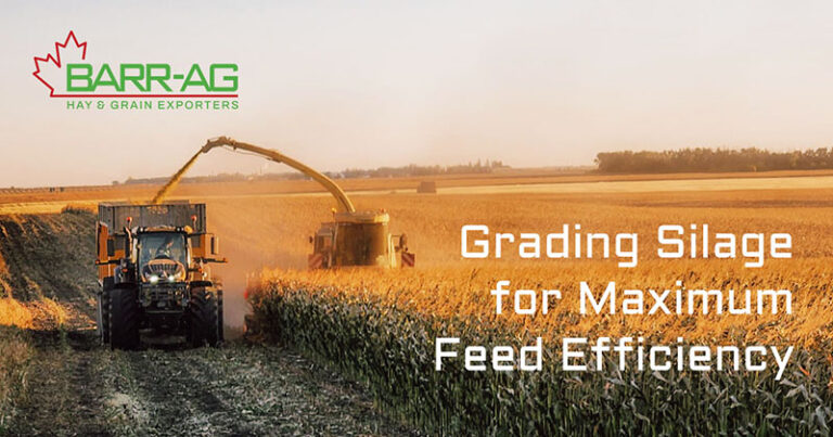 Grading Silage for Maximum Feed Efficiency - Barr-Ag Hay & Grain ...