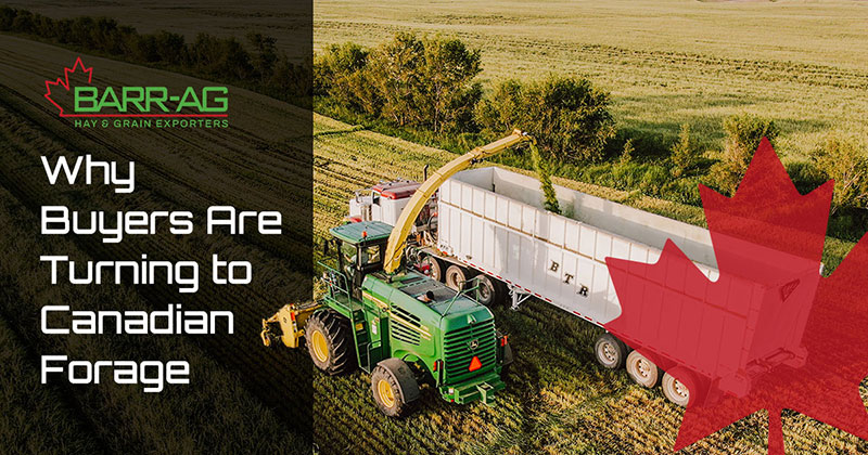 Why Buyers Are Turning to Canadian Forage