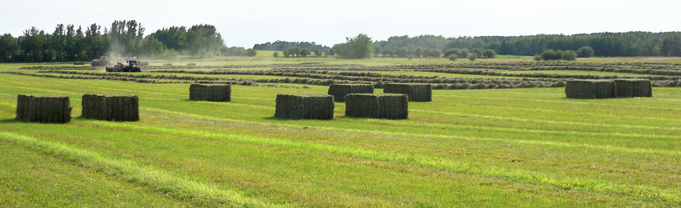Canadian Hay Forage Grain Producers - Exporters of Hay and Canadian ...